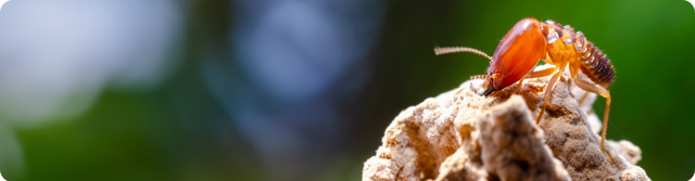 Termite FAQ: Common Questions Answered by Pest Experts