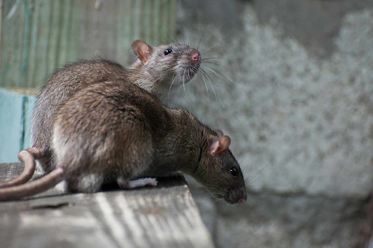 Keep Rodents from Haunting Your Home This Halloween Season