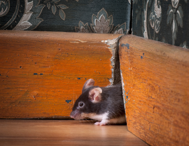 Mouse Meningitis: What You Need to Know - PestWorld.org