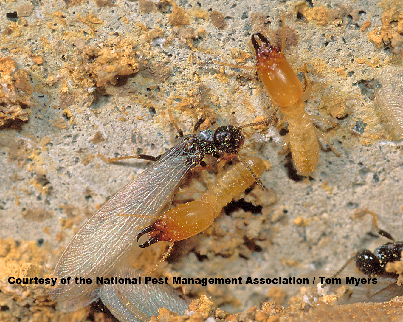Termites 101: A Guide to Different Termite Types– PestWorld