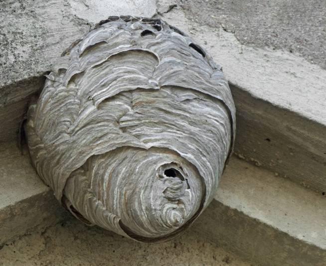 Stinging Insect Nests Identification - Stinging Insects Info