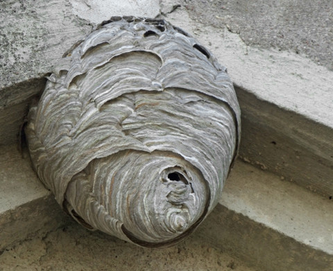 Pest Control Resources: Information, Facts on Insects & Bugs