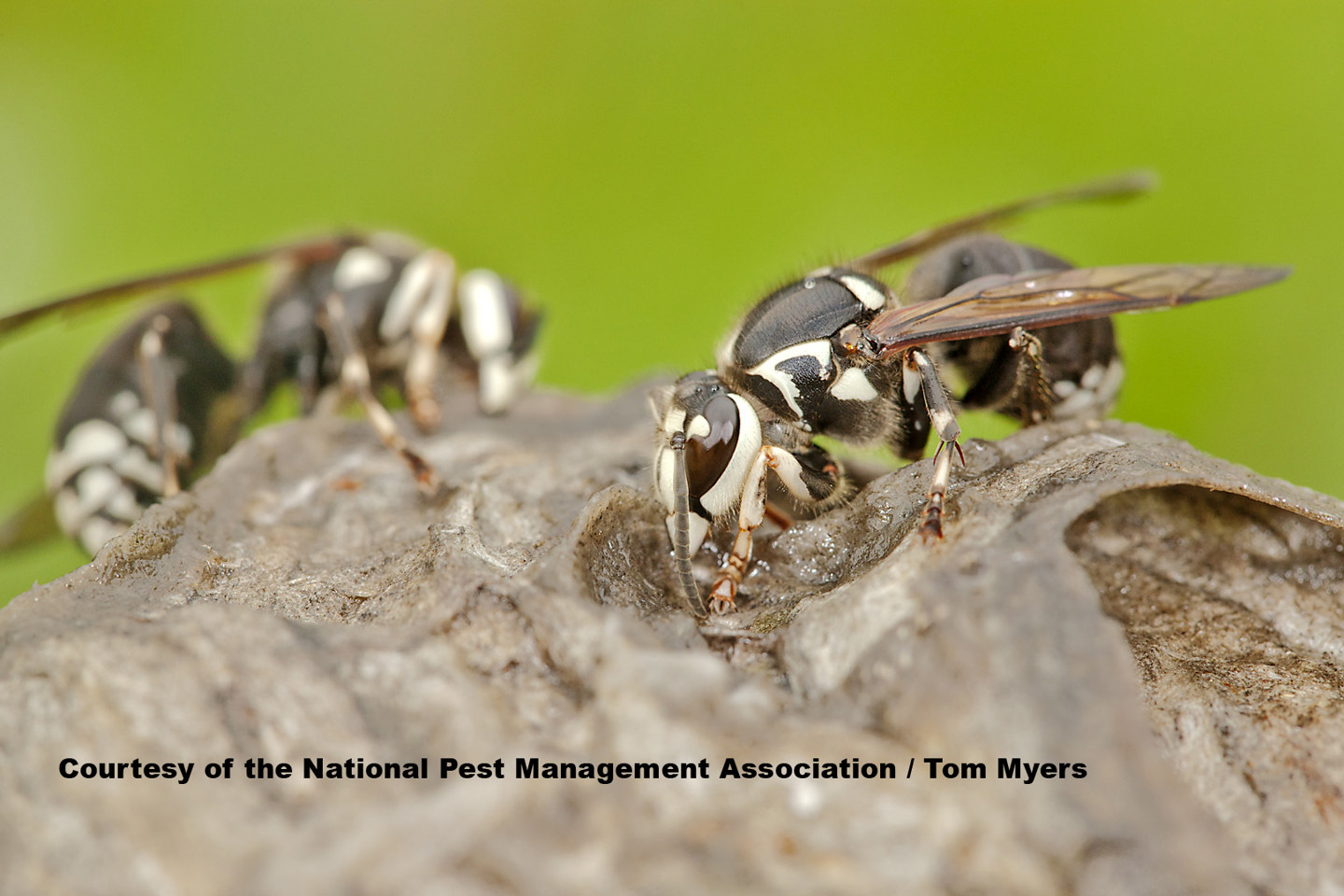 Stinging Insect Pest Guide: Types of Stinging Insects