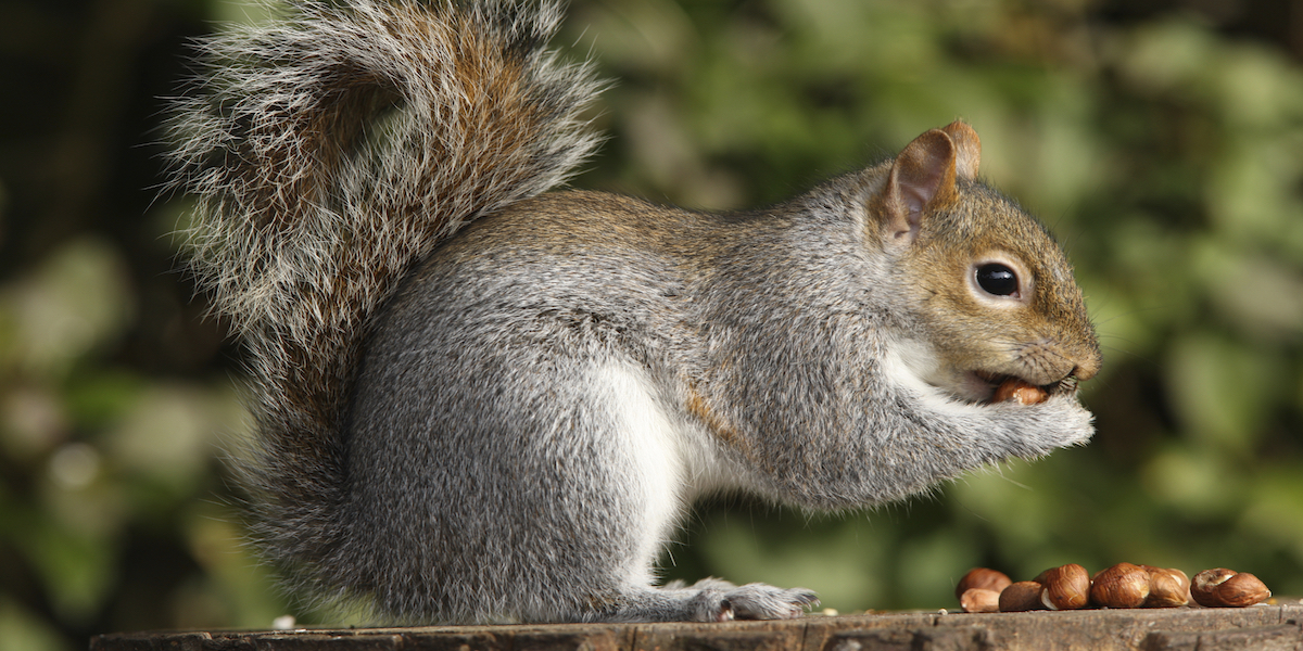Squirrels Entering West Coast Homes - Prevention Tips