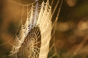 Seeing More Spiders This Fall? What Homeowners Should Know