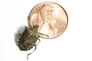 Don't Squish Stink Bugs - Think Before You Squish: NPMA