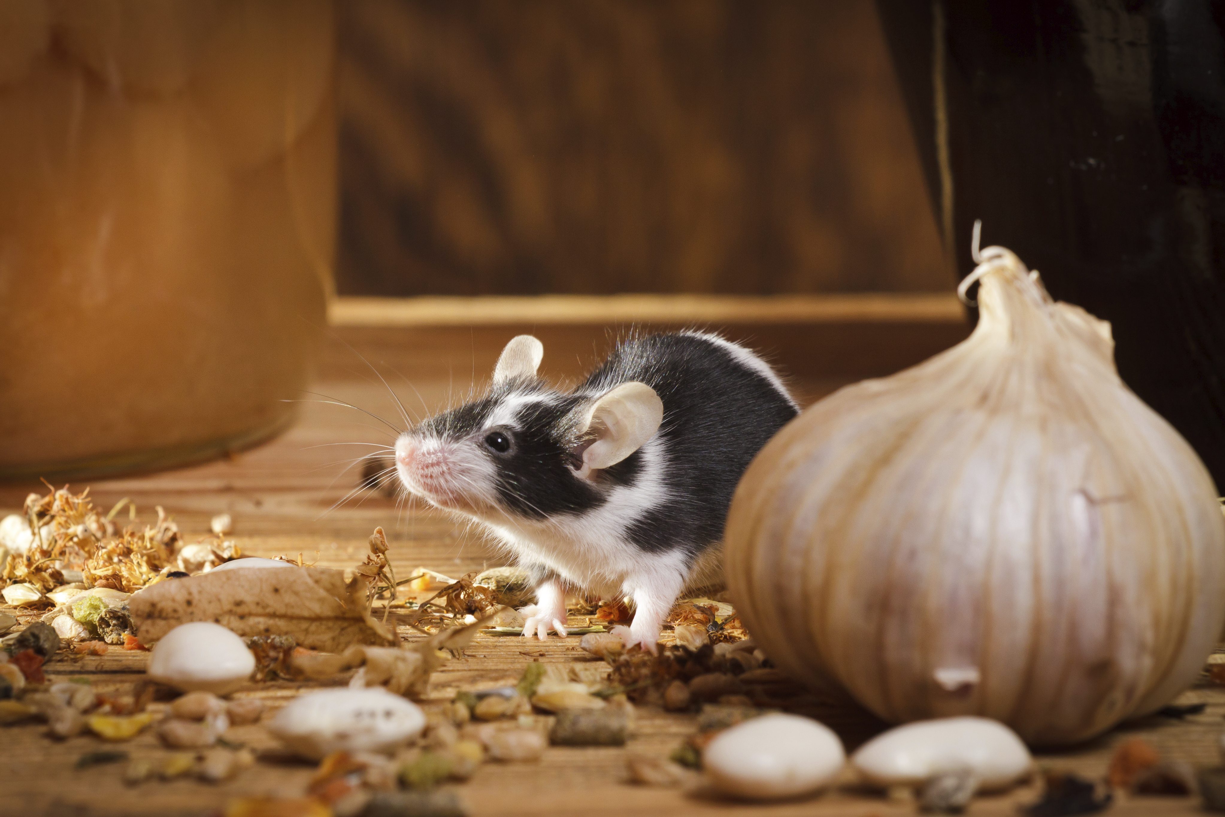 Pantry Pest 101: Identifying Common Stored Product Pests