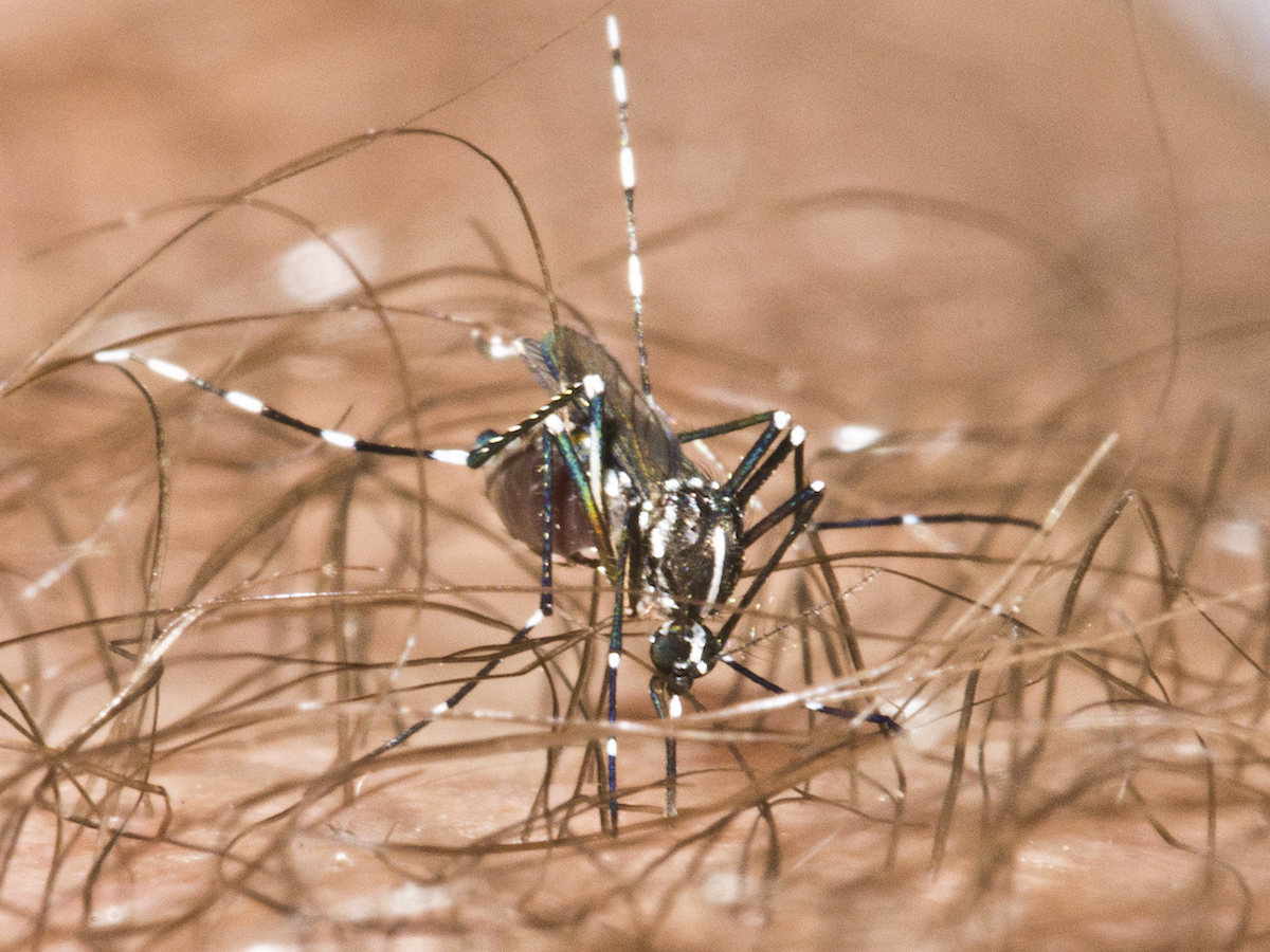 Mosquitoes in winter store