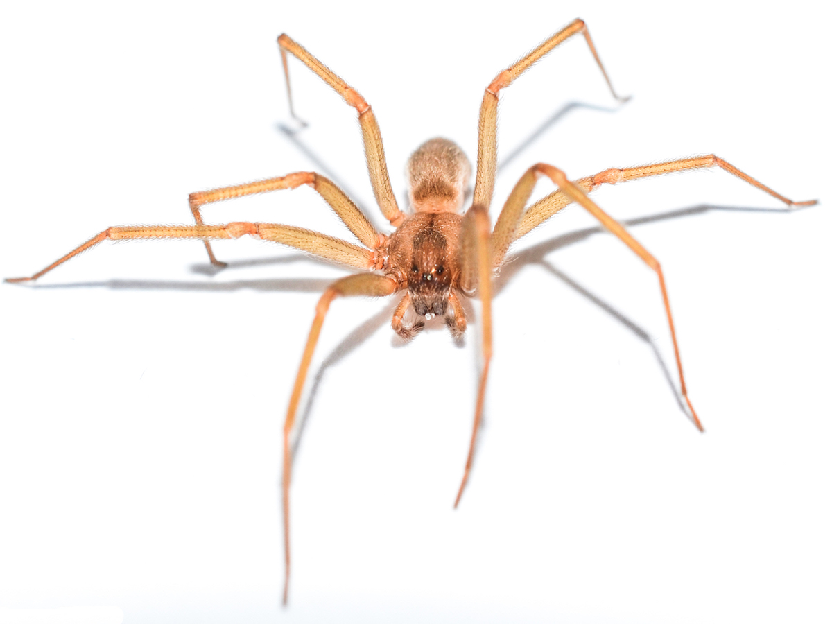 Brown Recluse Spider Infestation in Home: Common House Pests
