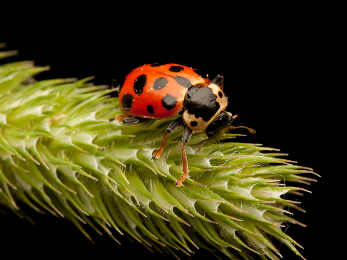 Lady Bugs More Prevalent As Cool Weather Arrives - PestWorld