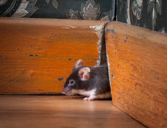 Fascinating Mouse Facts You Did Not Know - Mice Facts