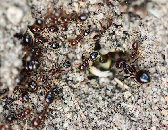 Floating Fire Ants: Survival in Flood Waters | Pest Facts