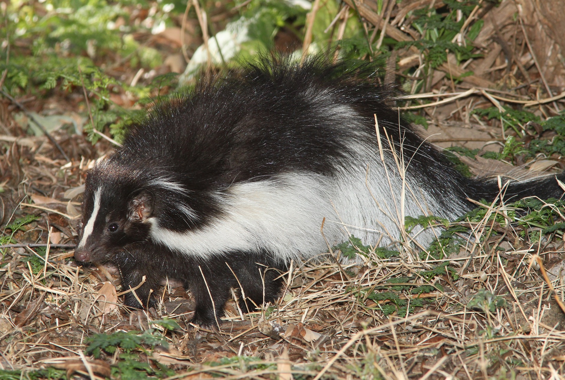 Why Do Skunks Stink? Expert Information on Skunks - PestWorld