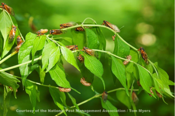 Here Comes the Cicada-Geddon of 2024