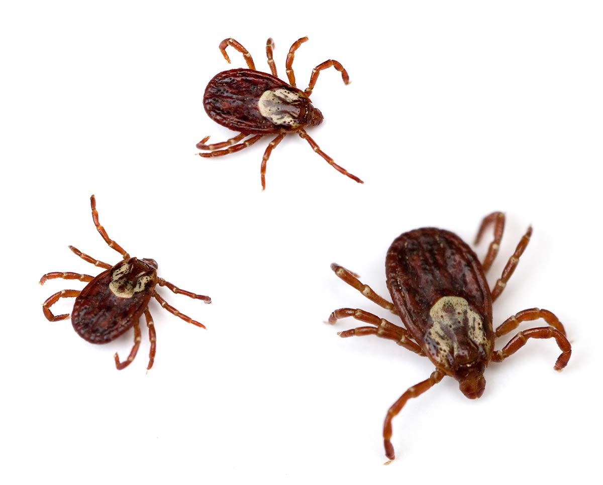 Tick Trouble Rising: Protect Yourself from Tick-Borne Illnesses