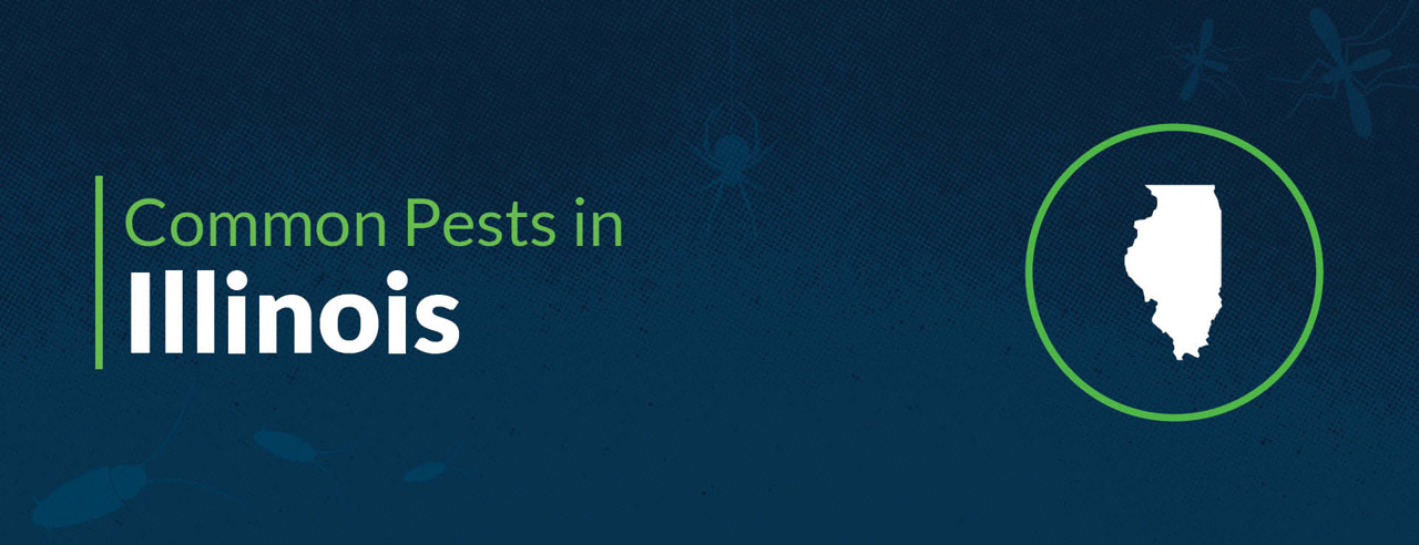Common House Bugs in Illinois – Types of Insects in Illinois