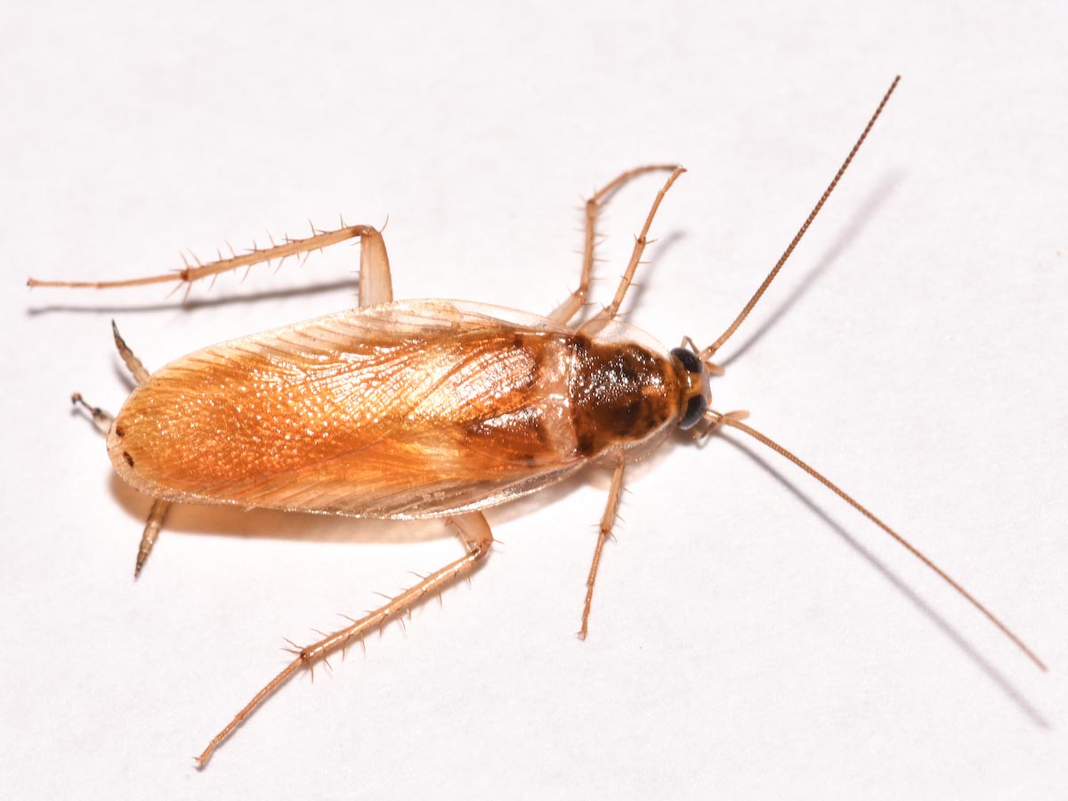 Cockroach Allergens Linked to Diseases Like Salmonella – PestWorld