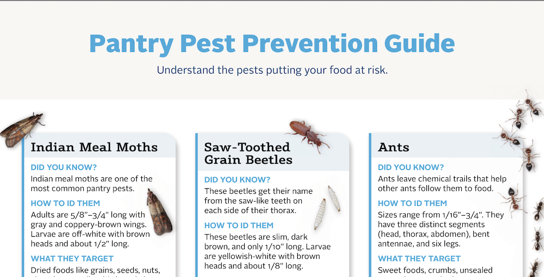 Pantry Pest Prevention Guide