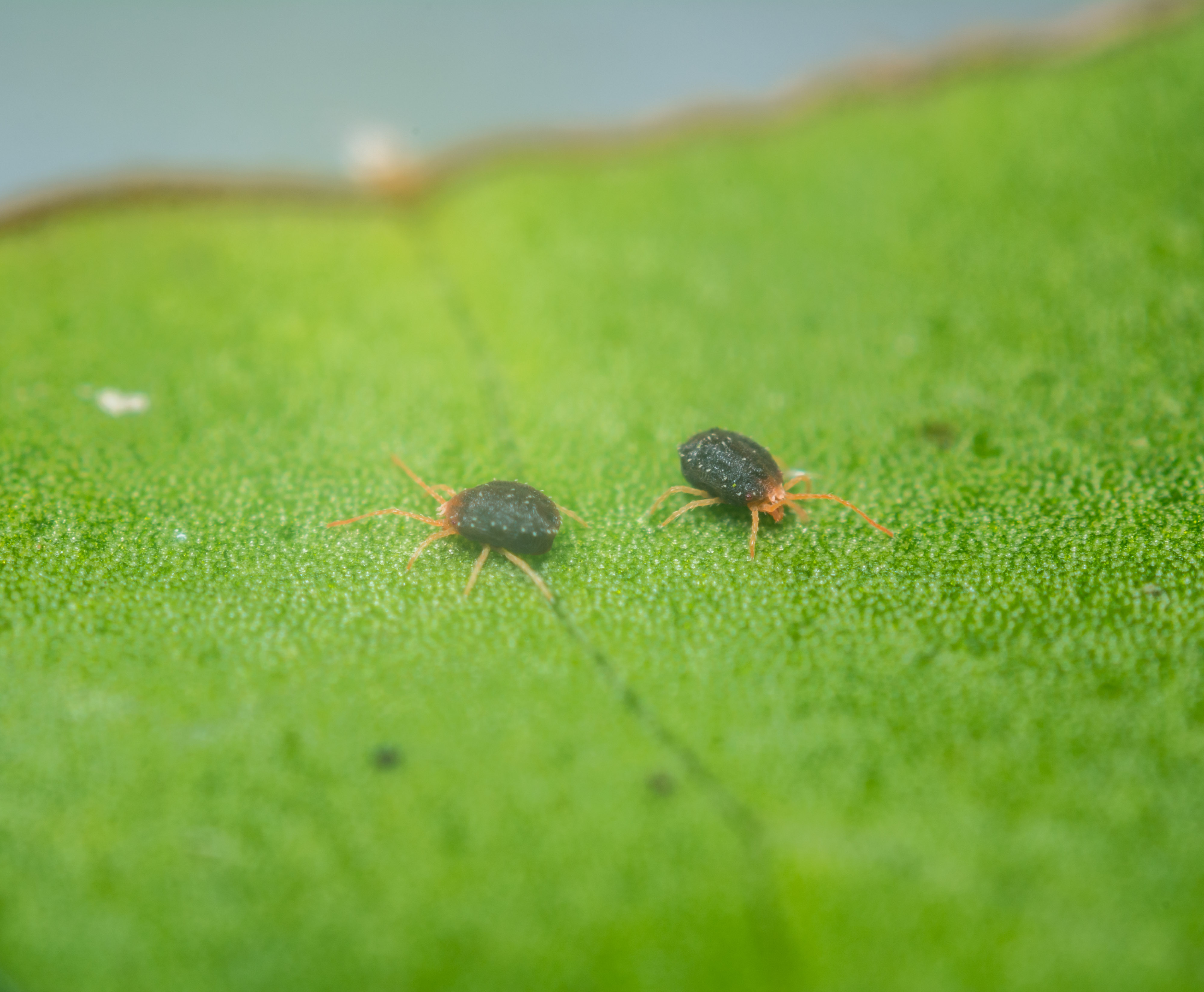 Clover Mites in Early Spring: How to Get Rid of Mites