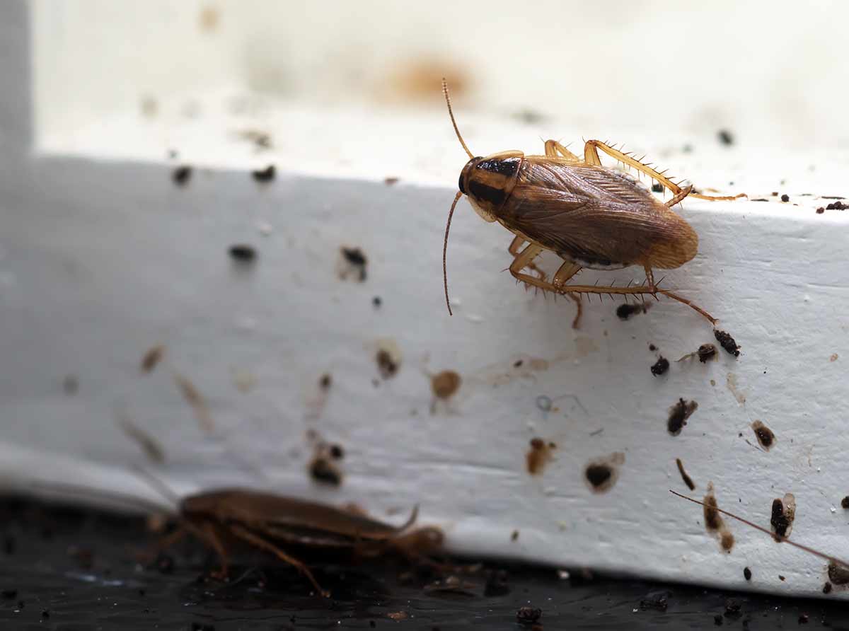 Top Pests of 2023: Which Pests Made the List This Year?