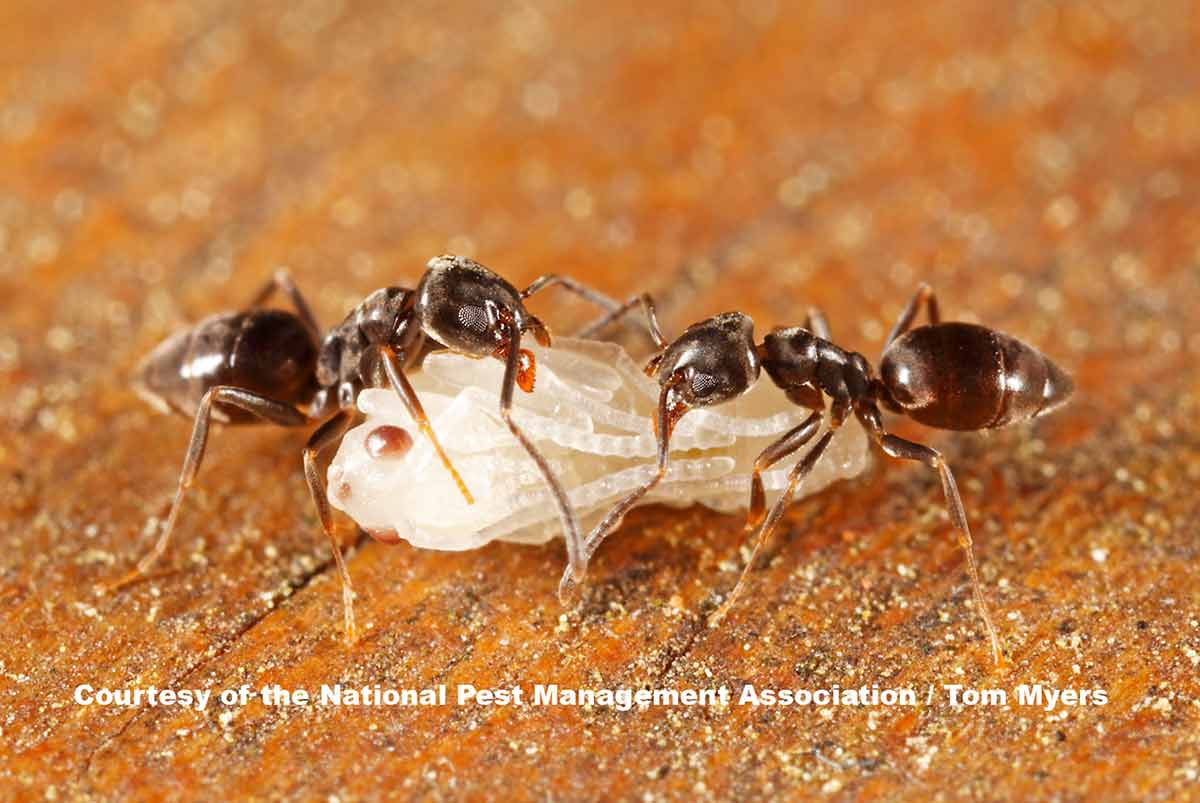 The Three Most Common Ant Species: Identification & Control