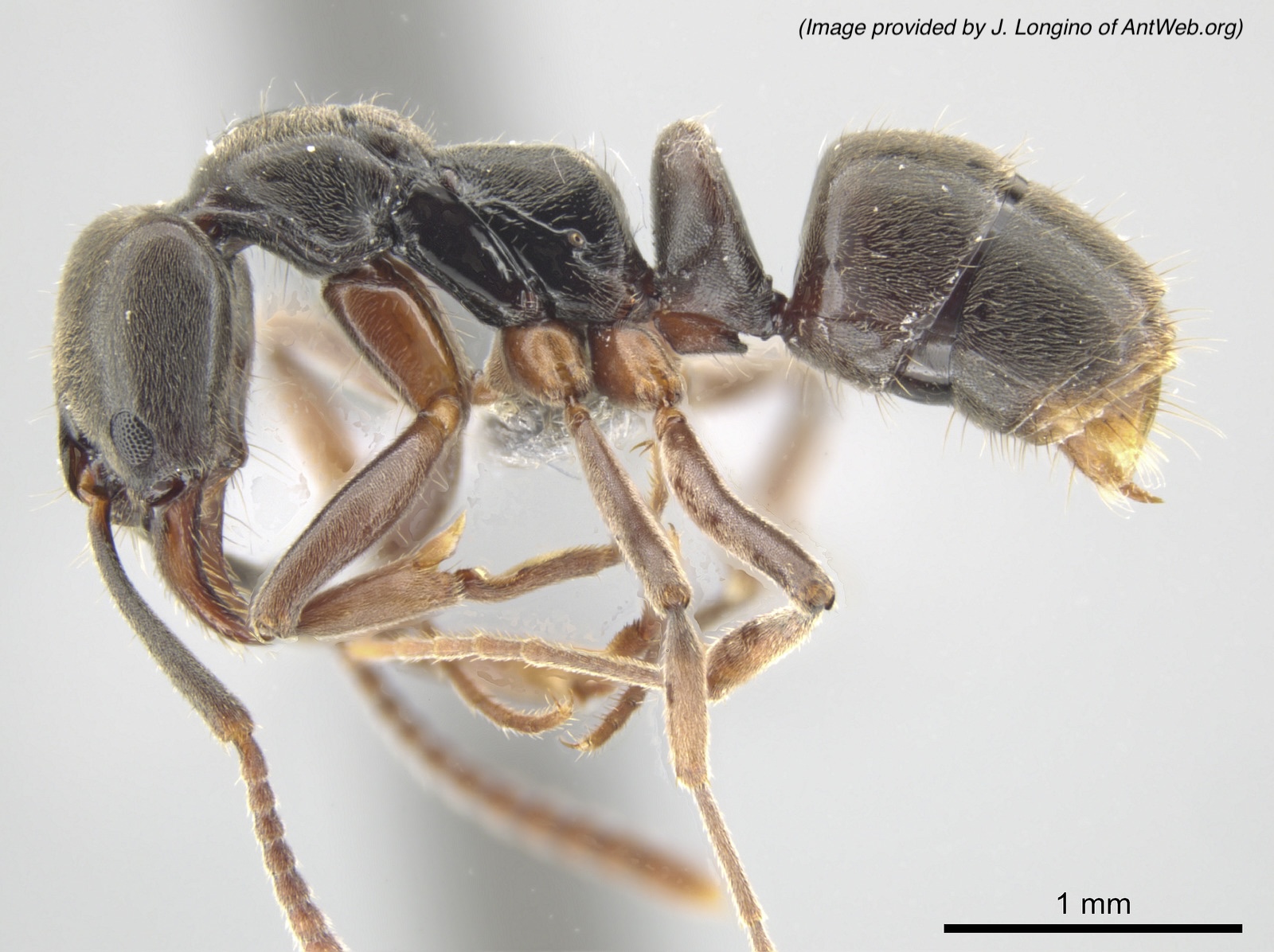 Asian Needle Ant: The Stinging Invader Every Homeowner Should Know About