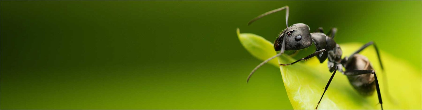Pest Videos: Informative Bug & Insect Videos-PestWorld